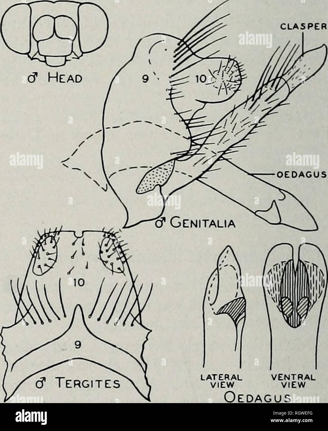 . Bulletin. Natural history; Natural history. Fig. 64.—Hydropsyche ...