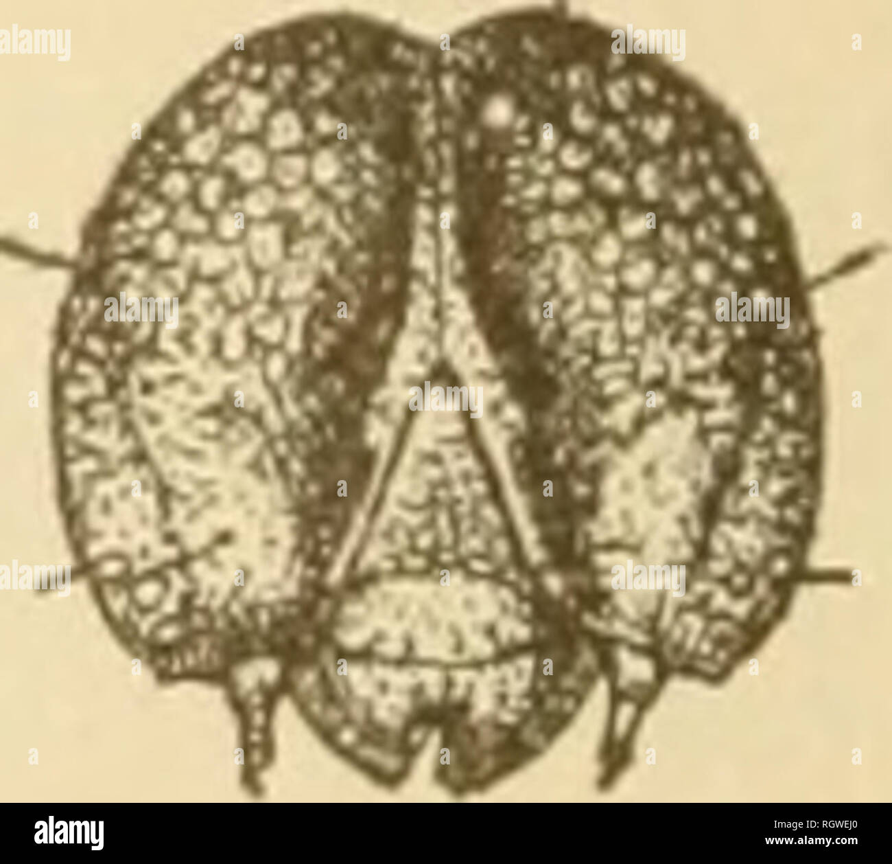 . Bulletin. Insects; Insect pests; Entomology; Insects; Insect pests ...