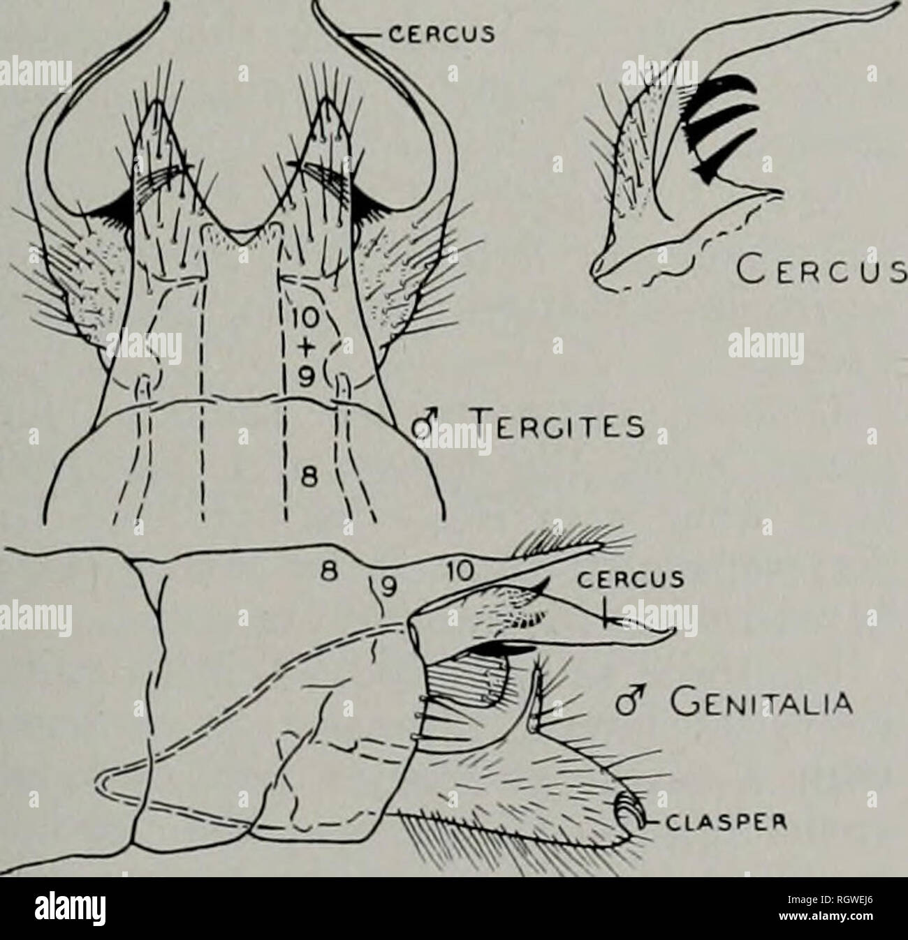 Tibial spur hi-res stock photography and images - Alamy