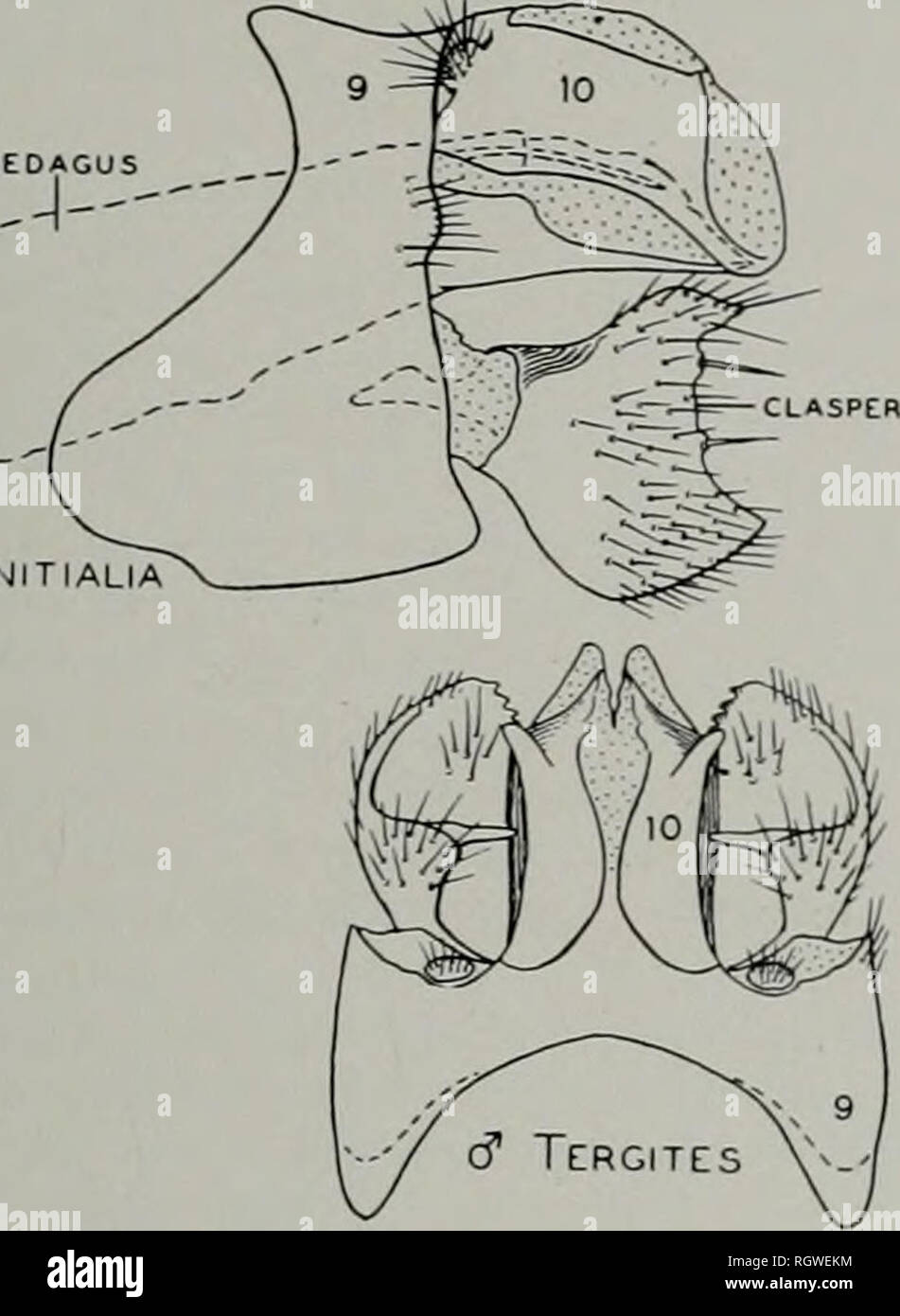 . Bulletin. Natural history; Natural history. March 1938 ROSS: NEARCTIC ...
