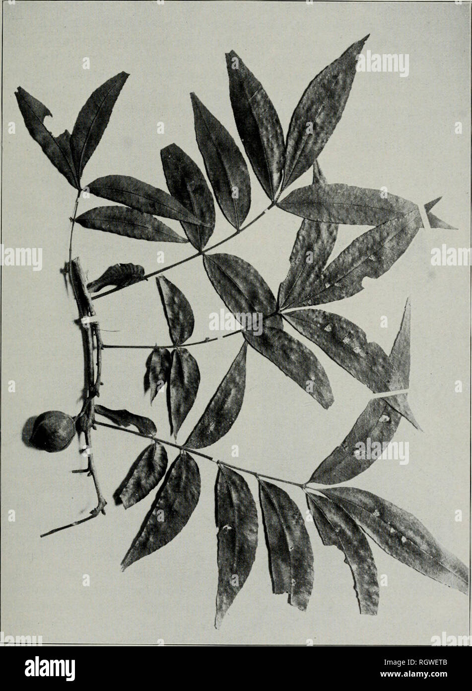 Carya aquatica hi-res stock photography and images - Alamy