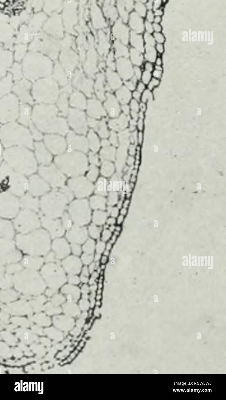 Cross section of a leaf petiole hi-res stock photography and images - Alamy