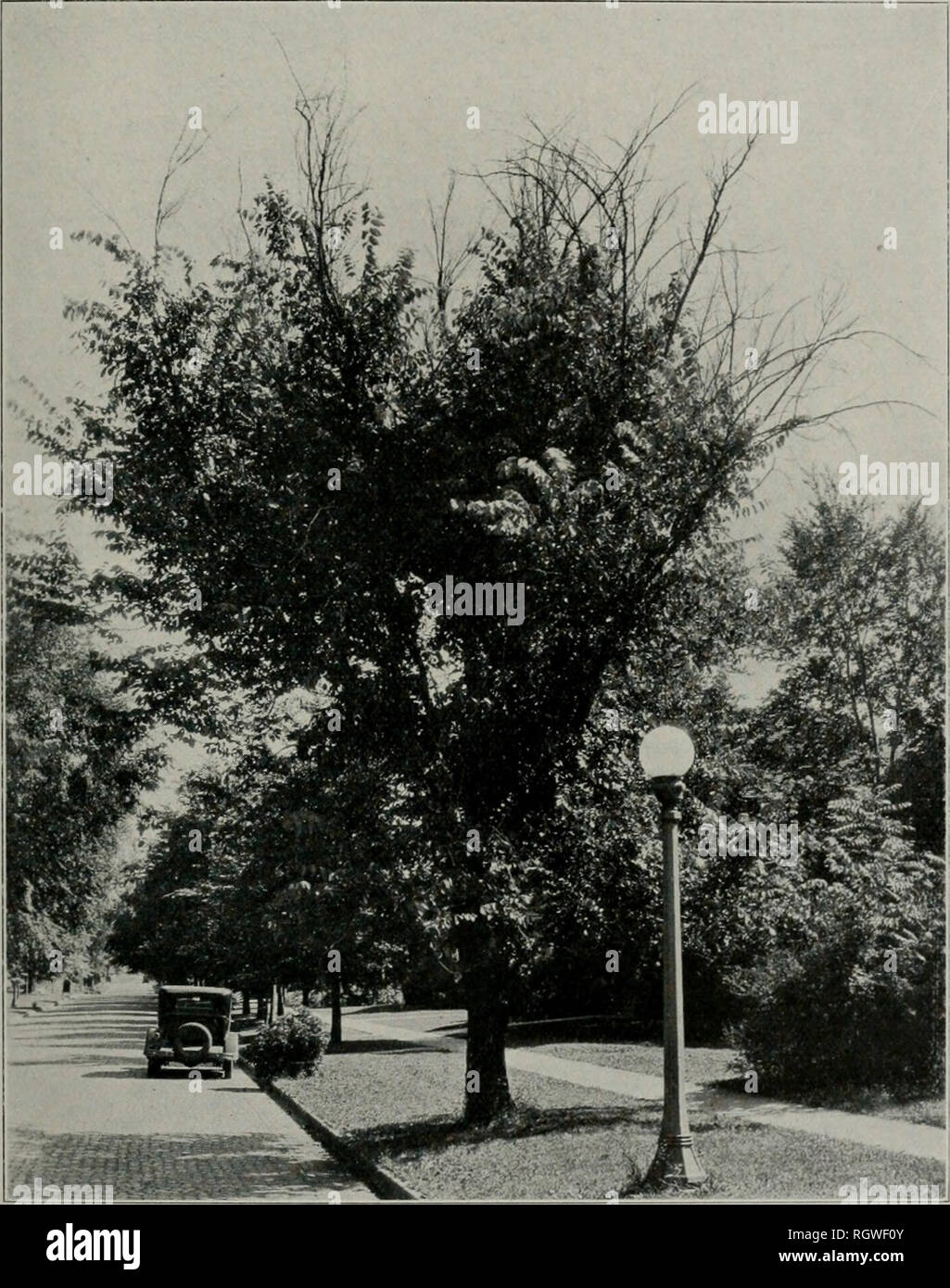 . Bulletin. Natural history; Natural history. HARRIS: INITIAL STUDIES ...