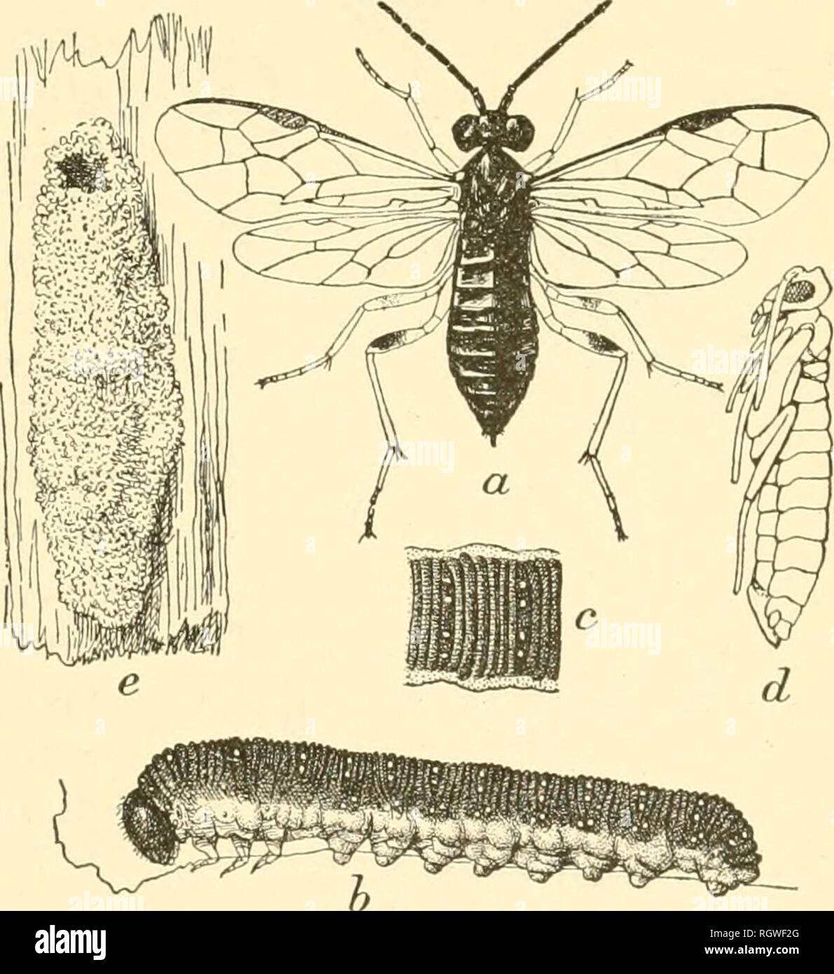 . Bulletin. Insects; Insect pests; Entomology; Insects; Insect pests ...