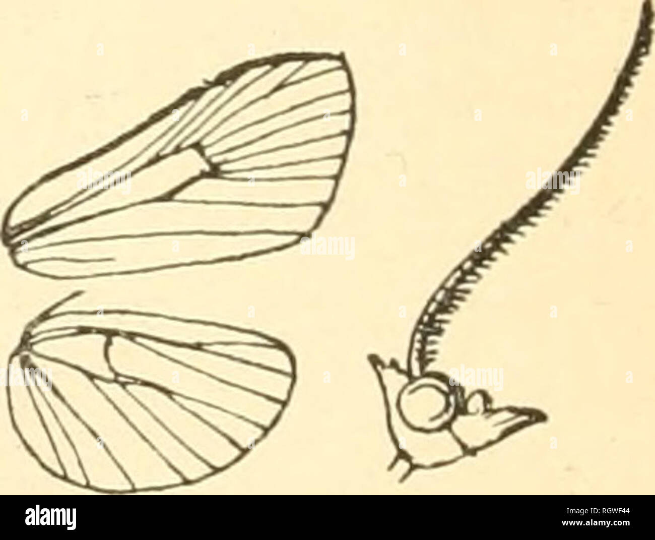 Harveyana hi-res stock photography and images - Alamy