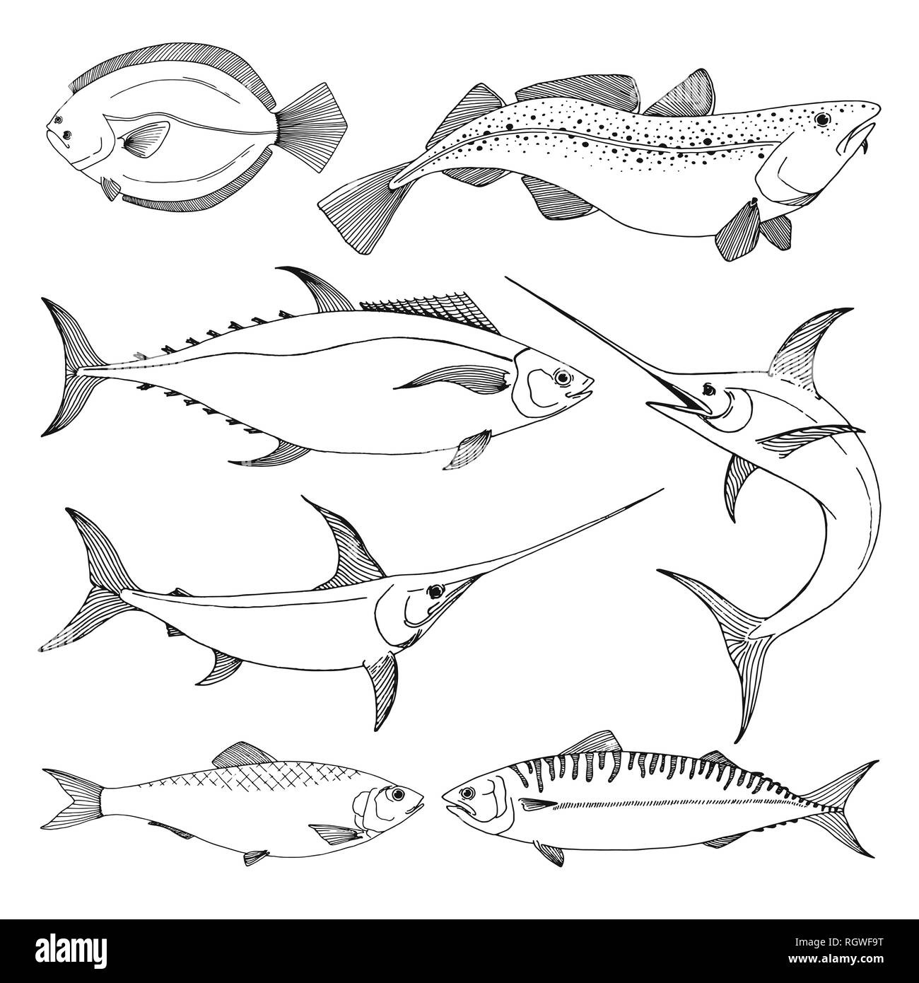 Set of different sea fishes. Vector illustration in sketch style Stock ...