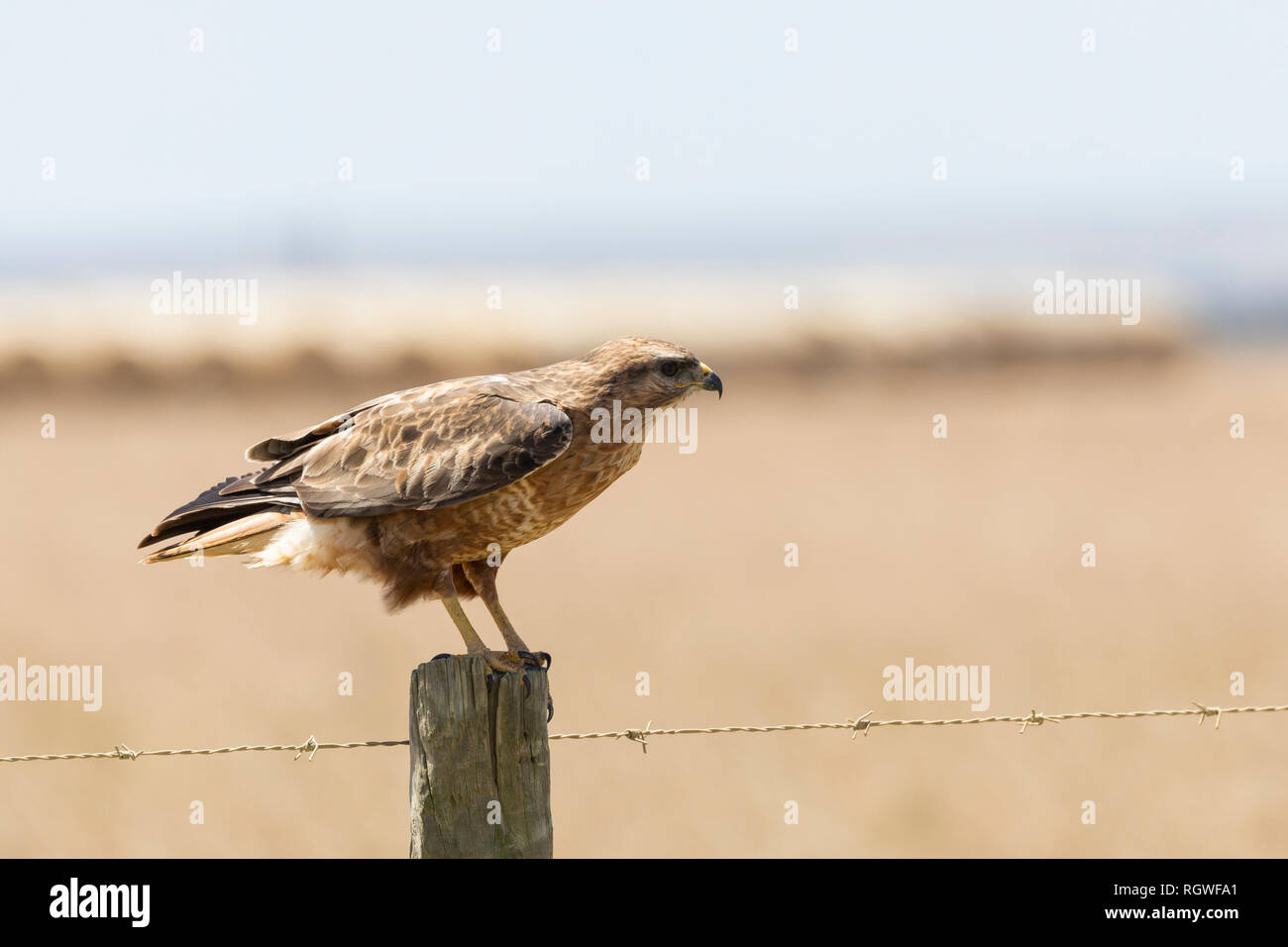 Raptor roadside hi-res stock photography and images - Alamy