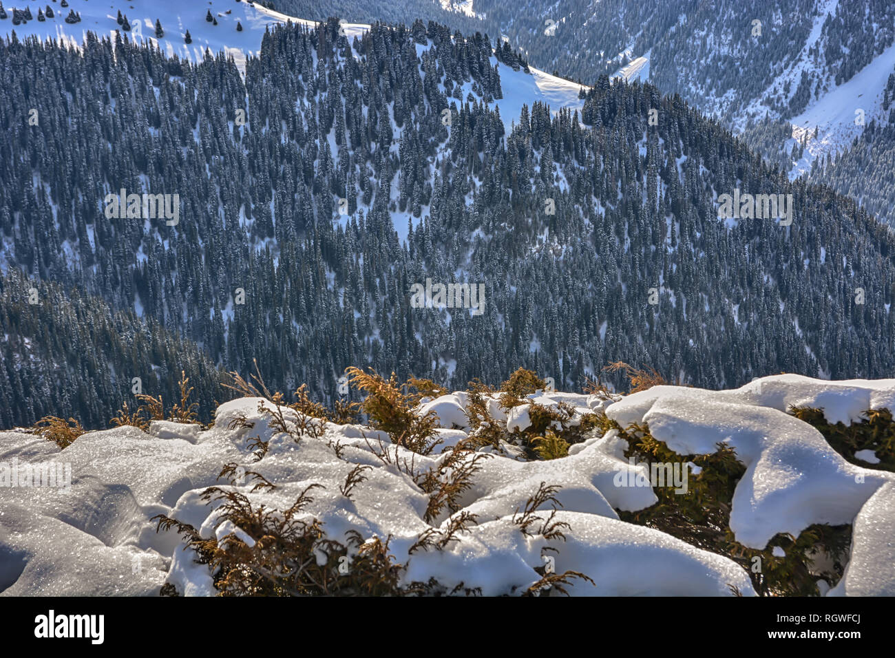 Snow-covered branches of trees. National park of Kyrgyzstan. Nice view ...
