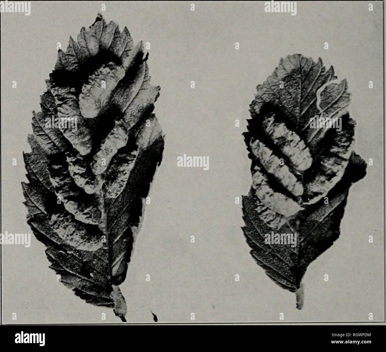 . Bulletin. Natural history; Natural history. 350 Illinois Natural ...