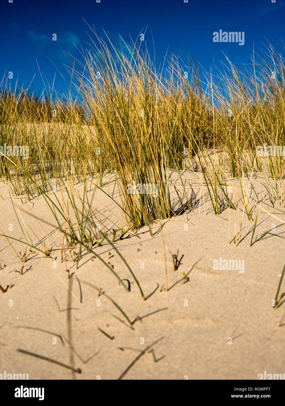 Foreground of marram grass hi-res stock photography and images - Alamy