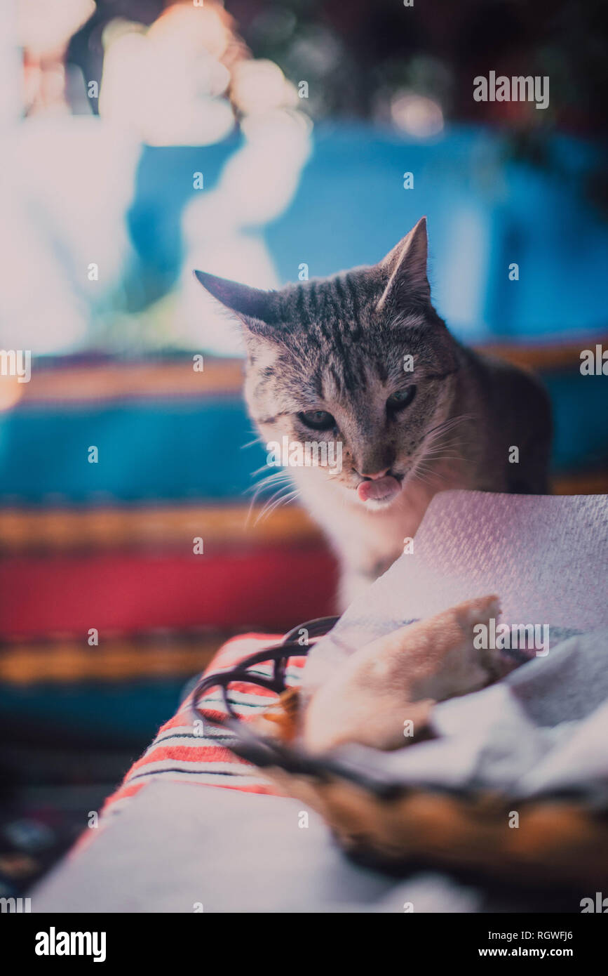 Cat on table Stock Photo - Alamy