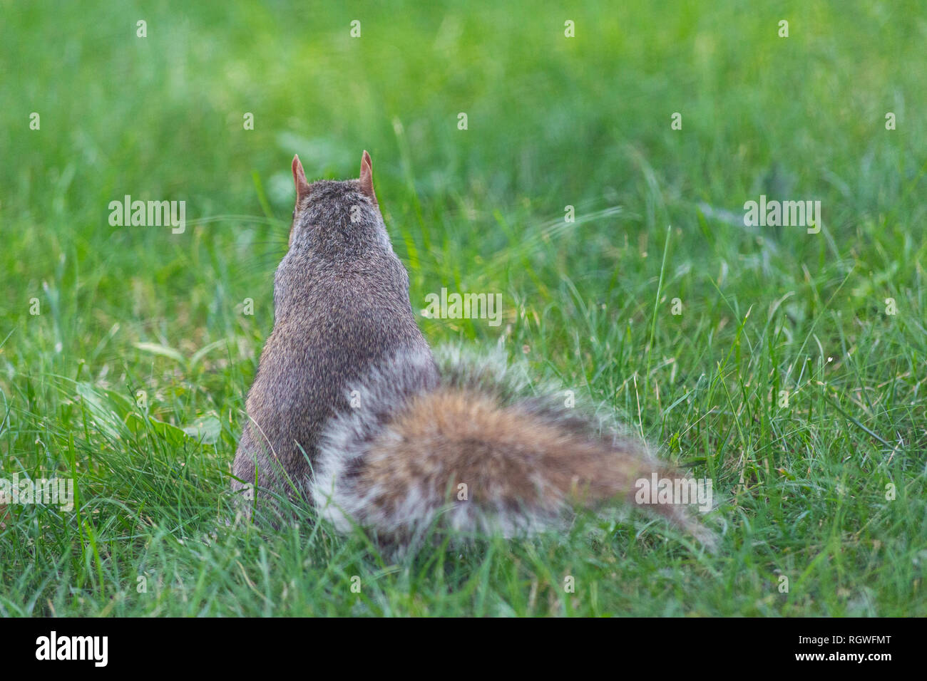 A little and cute squirrel Stock Photo - Alamy