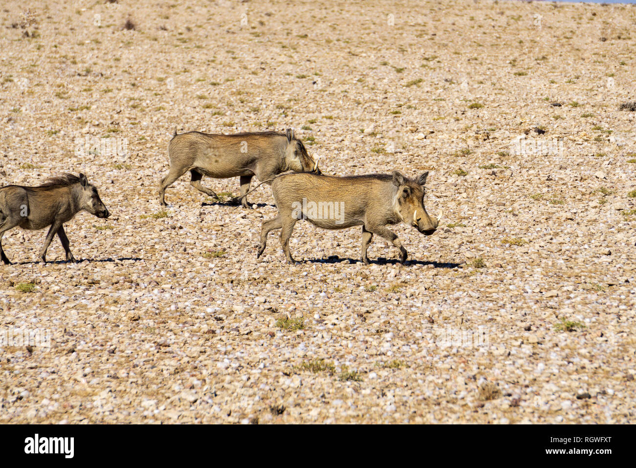 Black and white warthog hi-res stock photography and images - Alamy