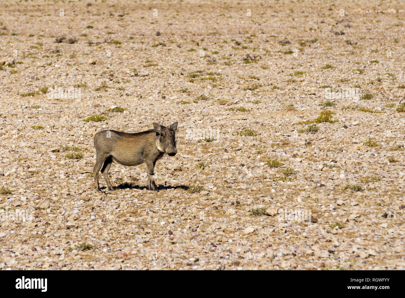 Pig parasite hi-res stock photography and images - Alamy