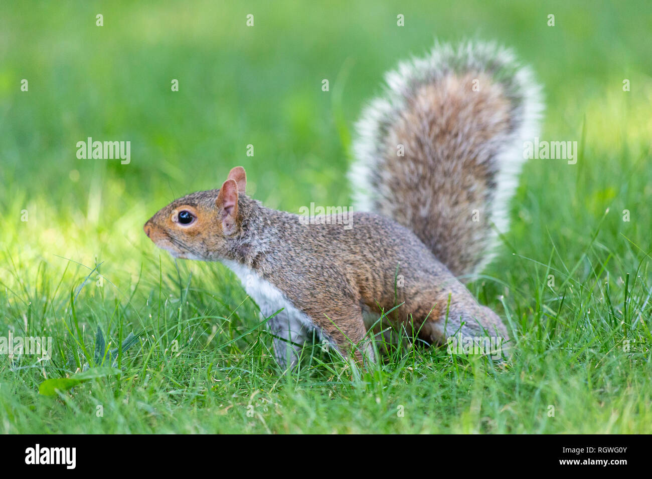 A little and cute squirrel Stock Photo - Alamy
