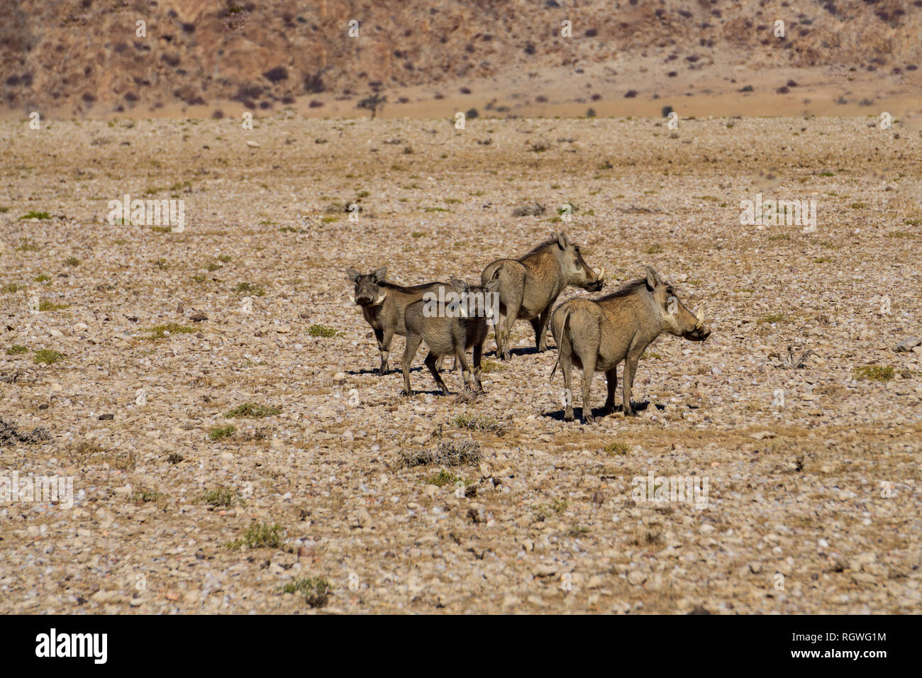 Group of three running warthogs, seen and pictured in national park in ...