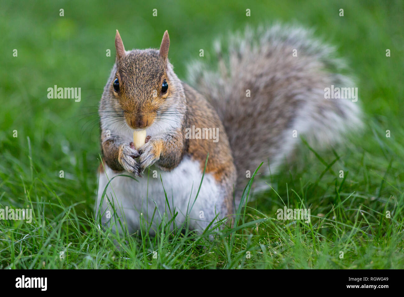 A little and cute squirrel Stock Photo - Alamy