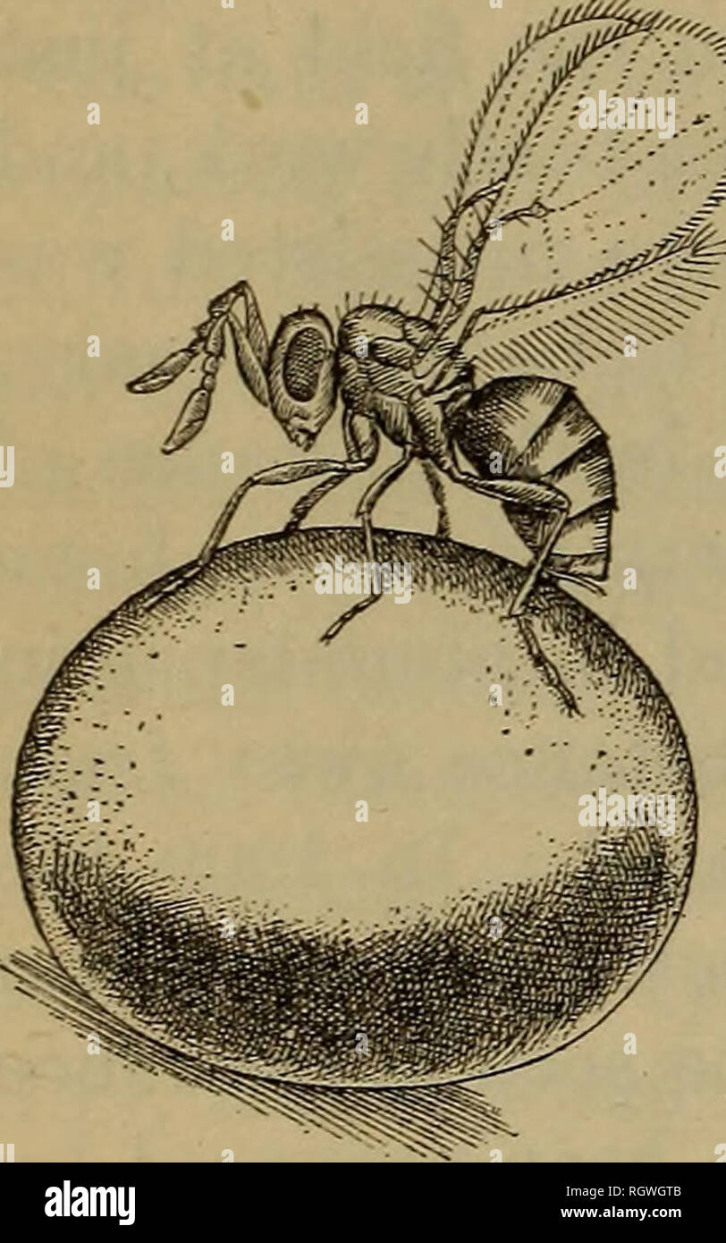 Trichogramma High Resolution Stock Photography and Images - Alamy