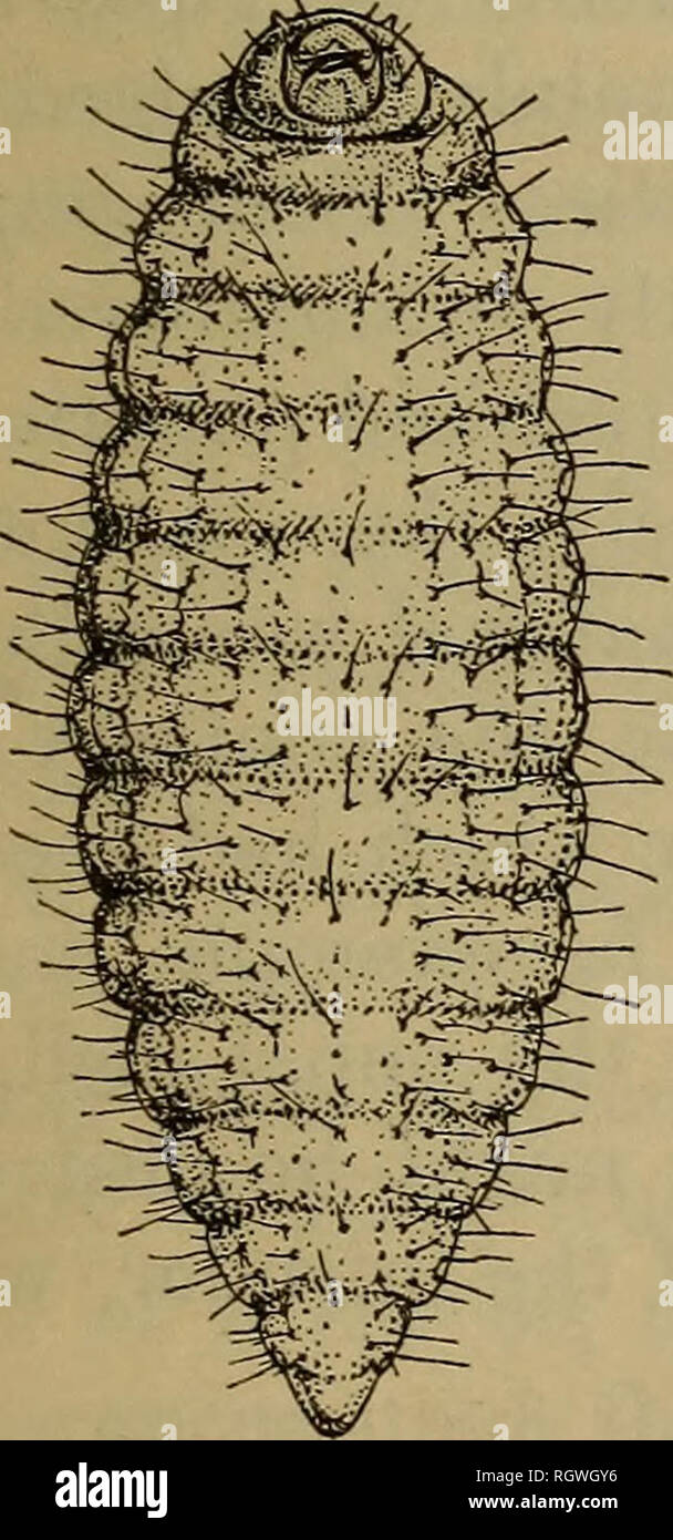 . Bulletin. Insects; Insect pests; Entomology; Insects; Insect pests ...