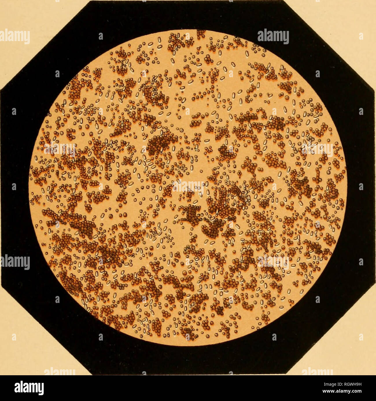 Pebrine hi-res stock photography and images - Alamy