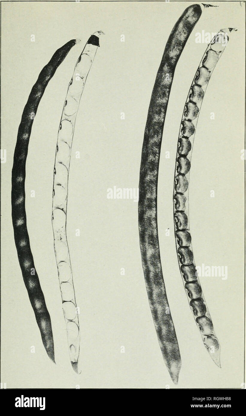 Kidney shaped seeds hi-res stock photography and images - Alamy