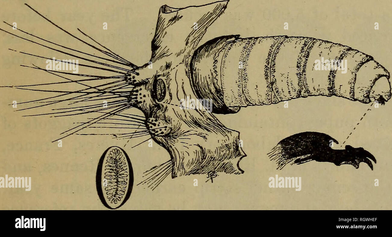 Blepharipa hi-res stock photography and images - Alamy