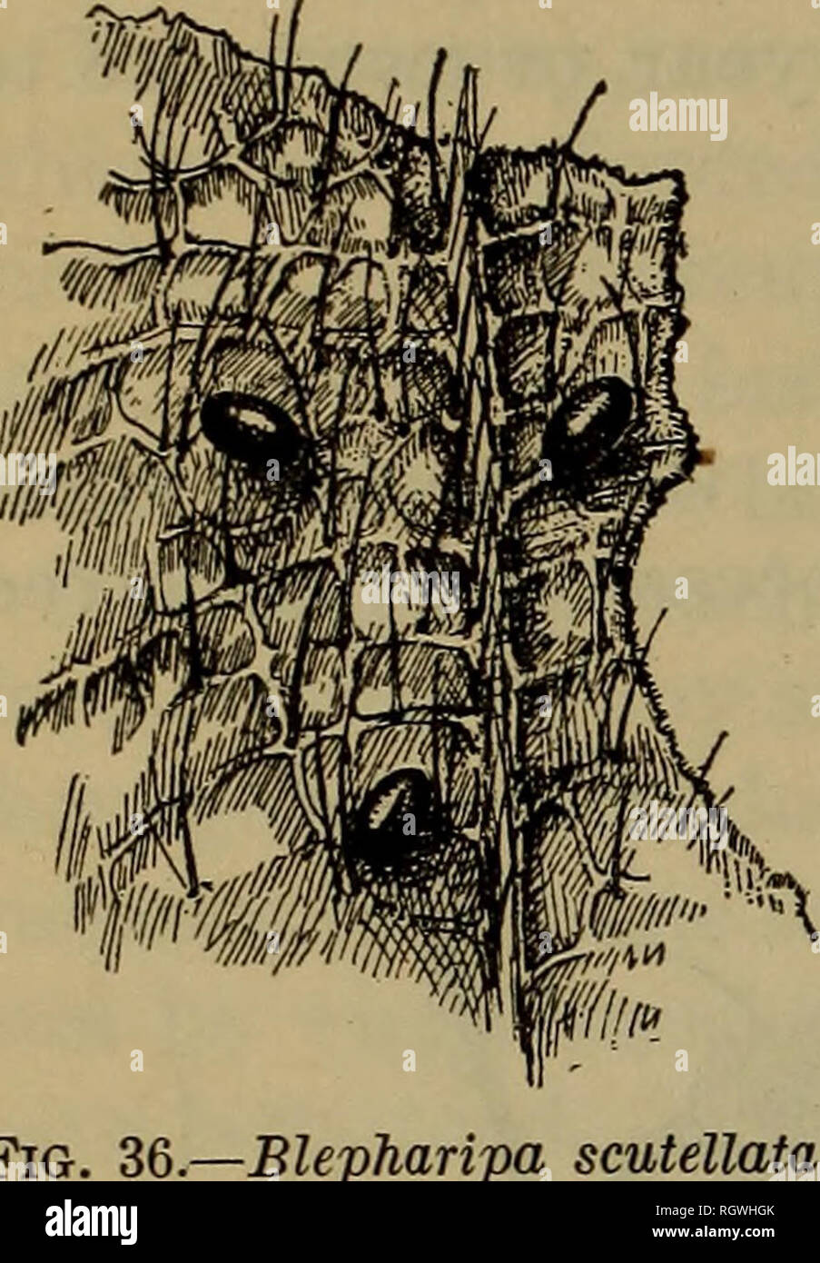 Blepharipa hi-res stock photography and images - Alamy