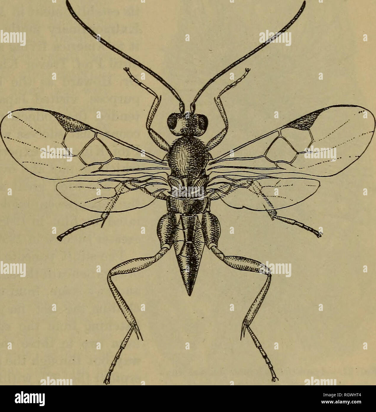 Apanteles hi-res stock photography and images - Alamy