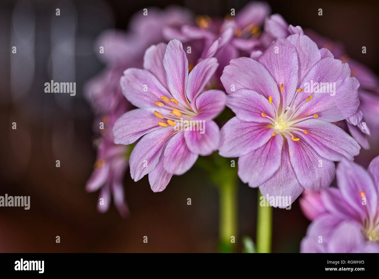 Plants Flowers Macro Photography Stock Photo - Alamy