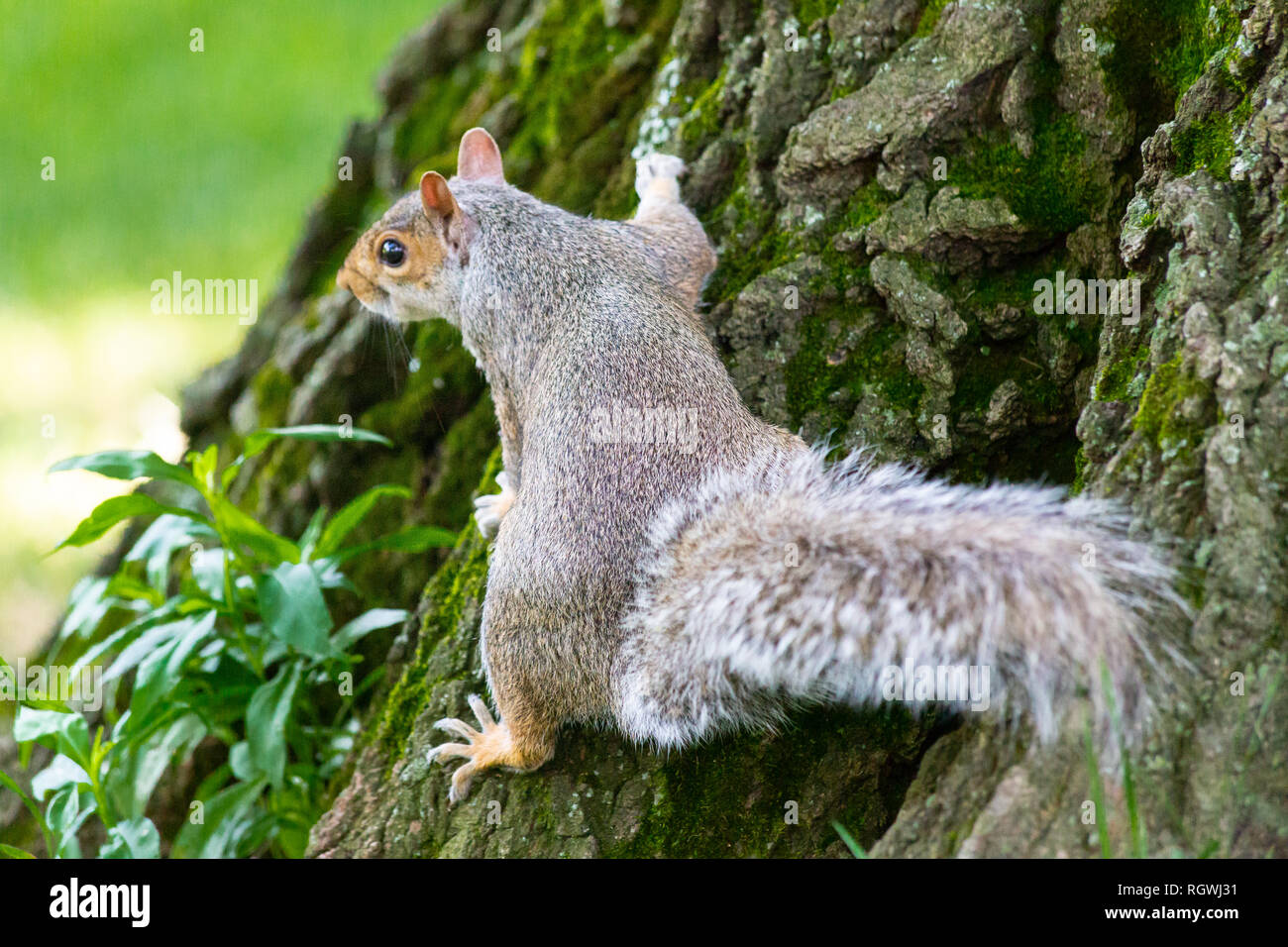 Lovely little squirrel hi-res stock photography and images - Alamy
