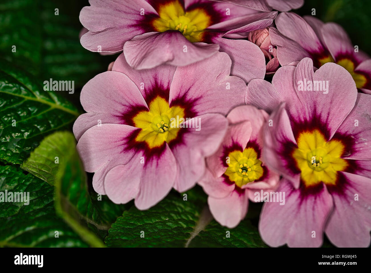 Plants Flowers Macro Photography Stock Photo - Alamy