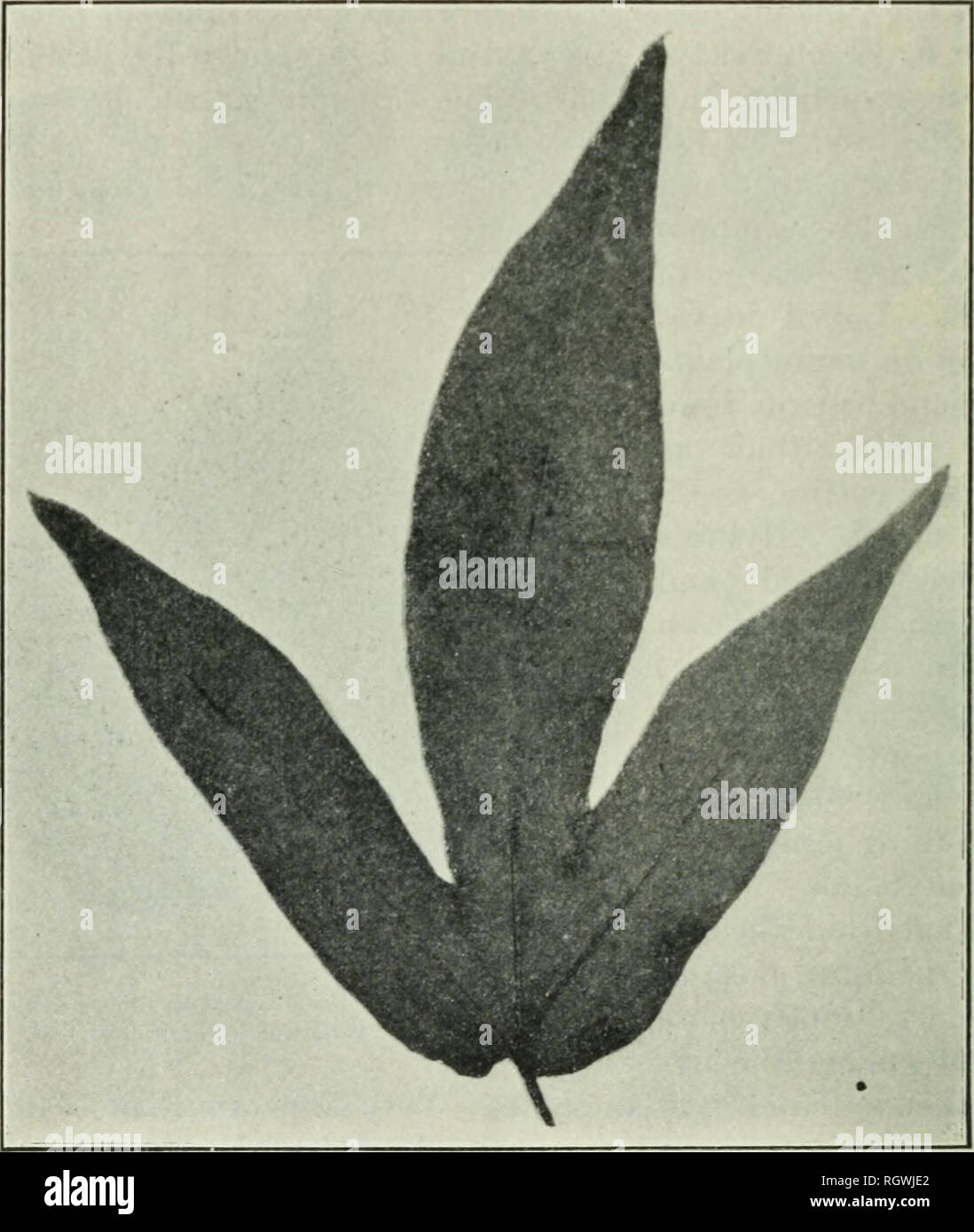 Cotton vegetative hi-res stock photography and images - Alamy