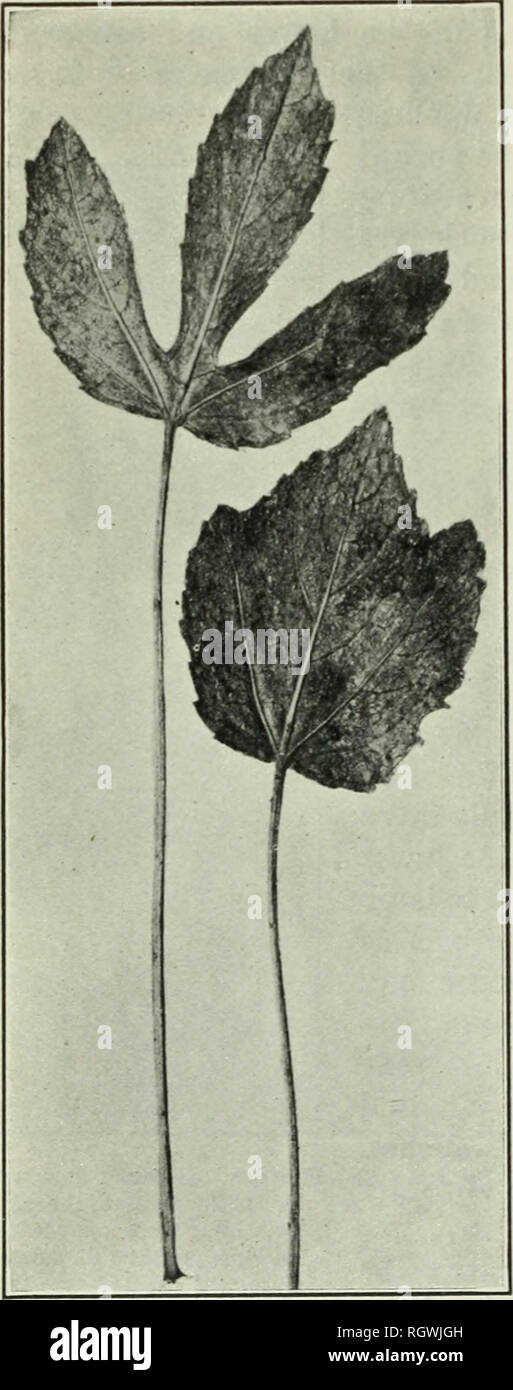 . Bulletin. 1901-13. Agriculture; Agriculture. 14 DIMORPHIC LEAVES IN ...