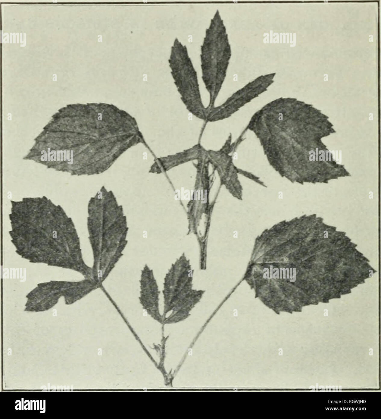 Two different types of leaves hi-res stock photography and images - Alamy