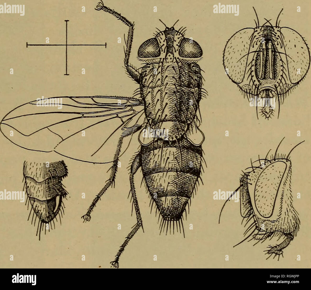 Blepharipa hi-res stock photography and images - Alamy