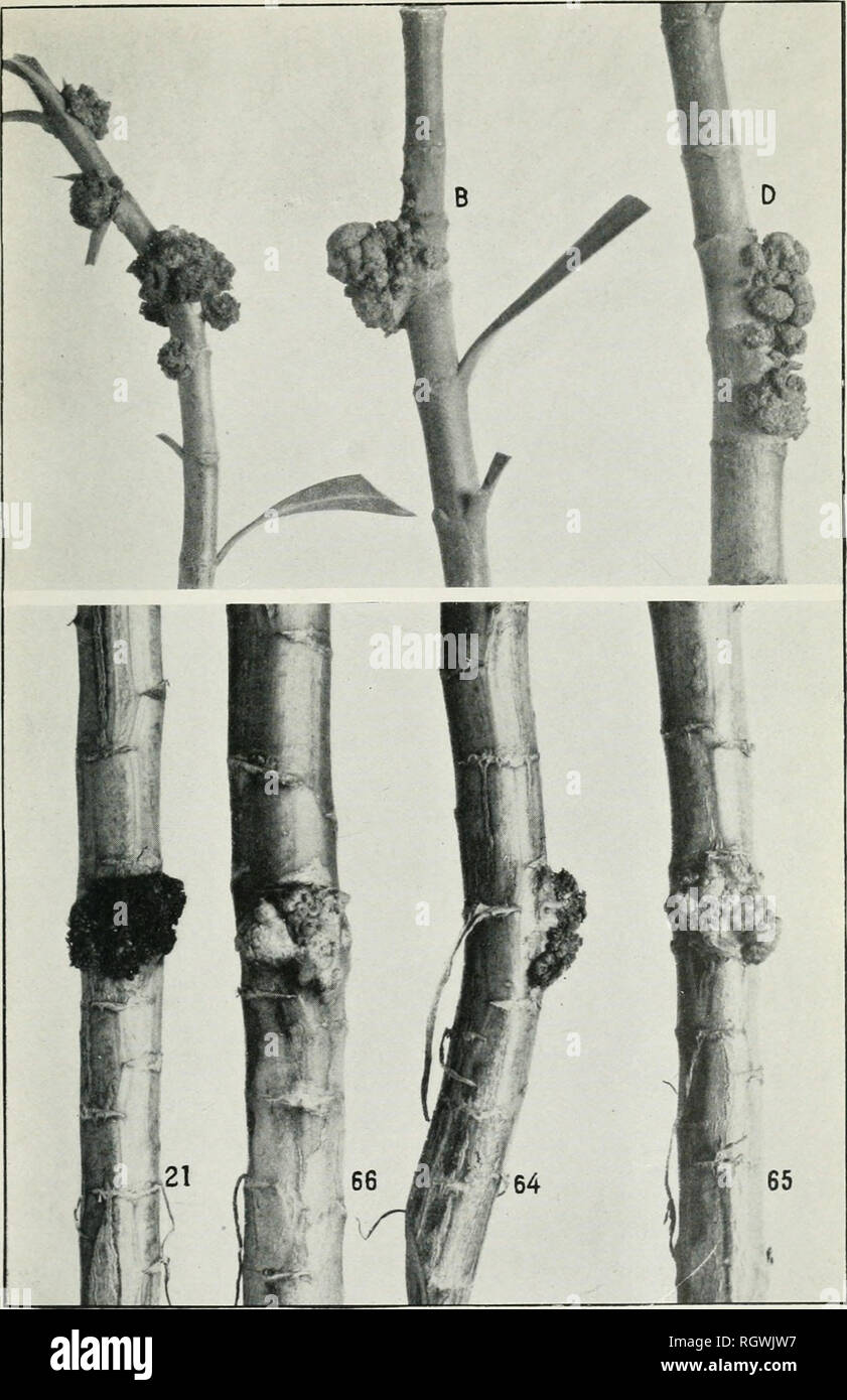 . Bulletin. 1901-13. Agriculture; Agriculture. Bui. 2 13, Bureau of ...