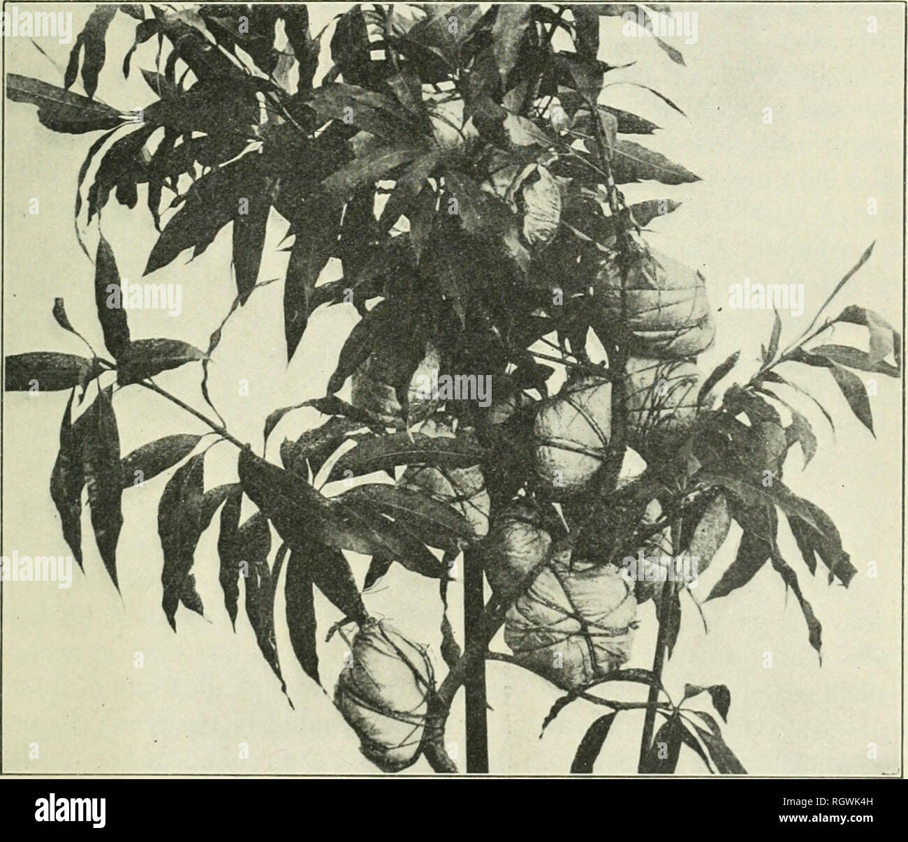 . Bulletin. 1901-13. Agriculture; Agriculture. PROPAGATING THE MANGO ...