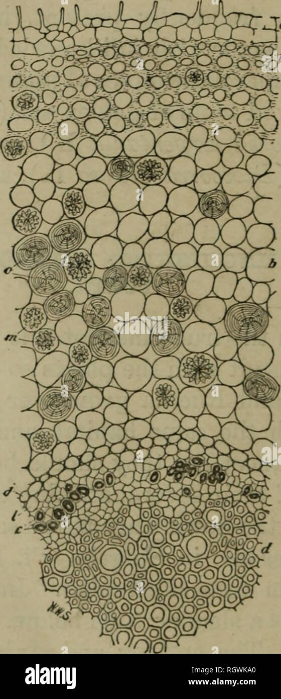 Cystoliths hi-res stock photography and images - Alamy