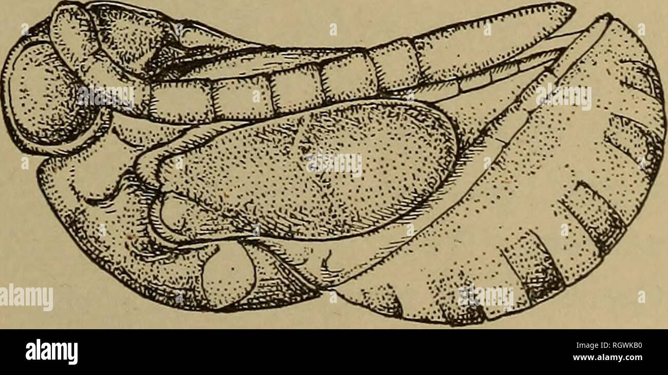 . Bulletin. Insects; Insect pests; Entomology; Insects; Insect pests ...