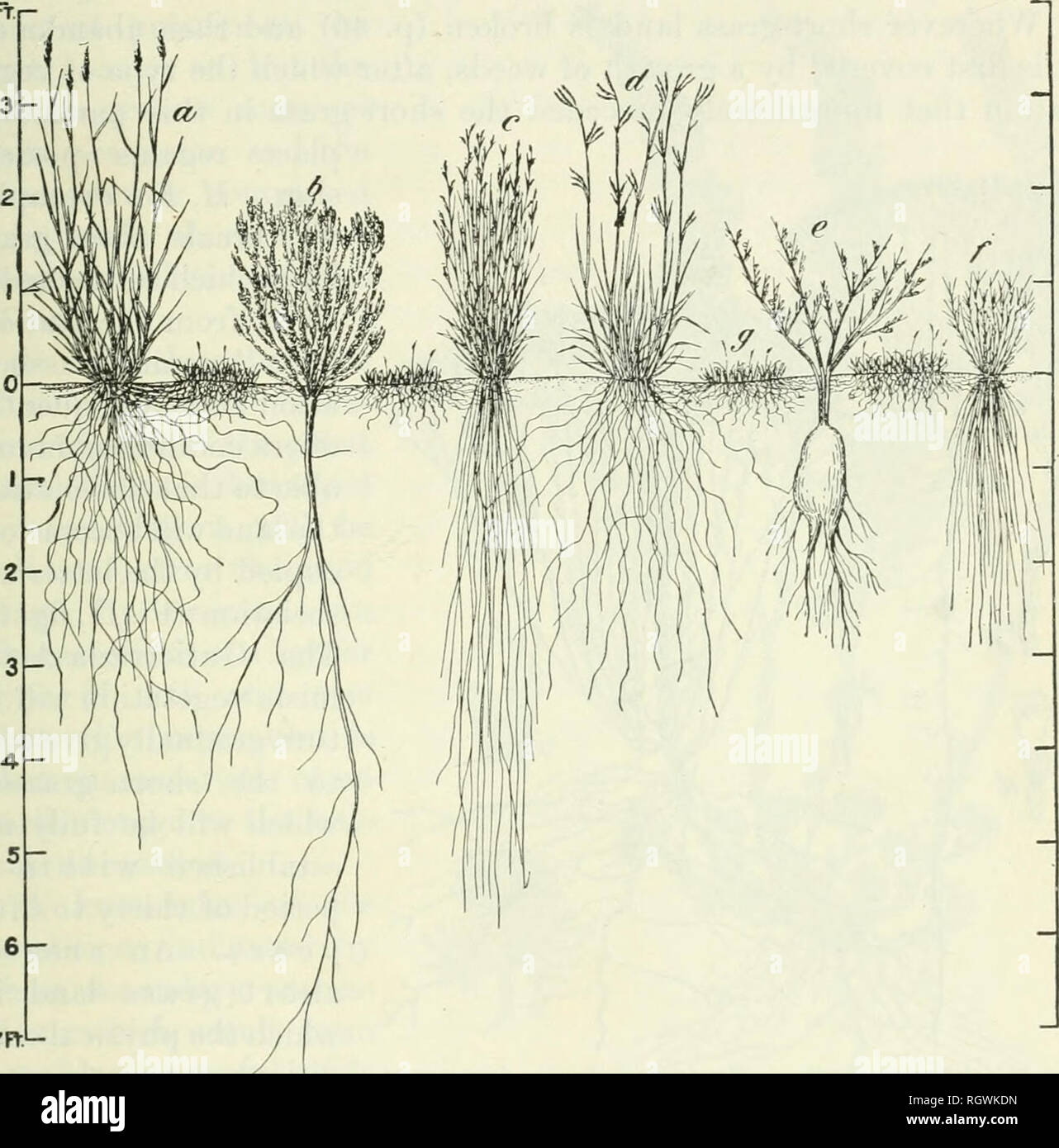 Big bluestem root hi-res stock photography and images - Alamy