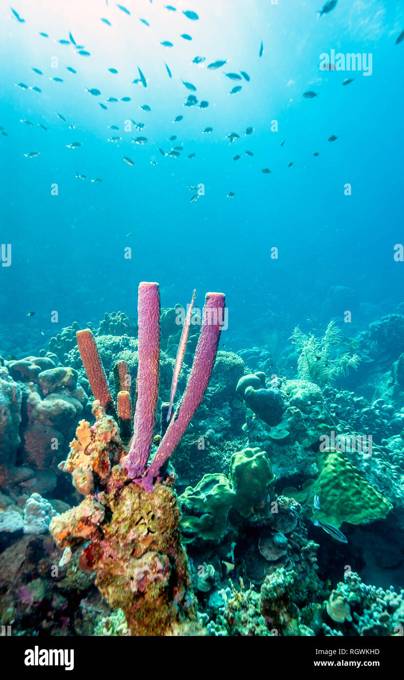 Branching Vase Sponge