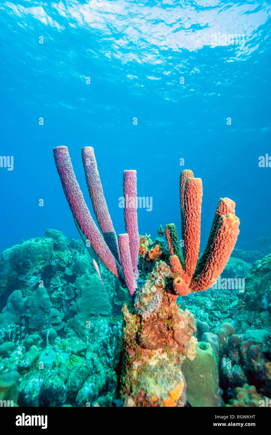 Callyspongia vaginalis, known as the branching vase sponge is a ...
