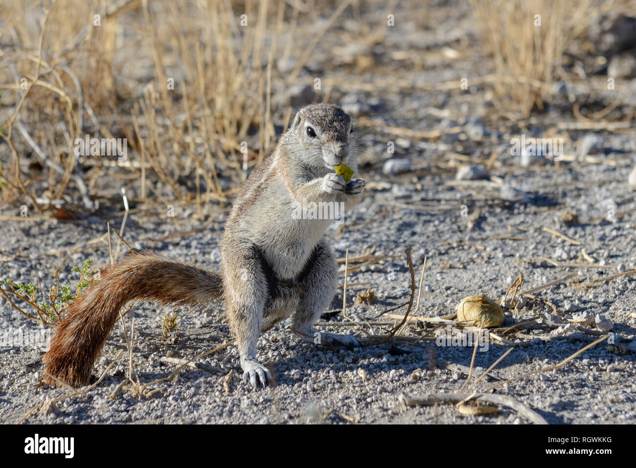 South African ground squirrel Xerus inauris sitting Stock Photo - Alamy