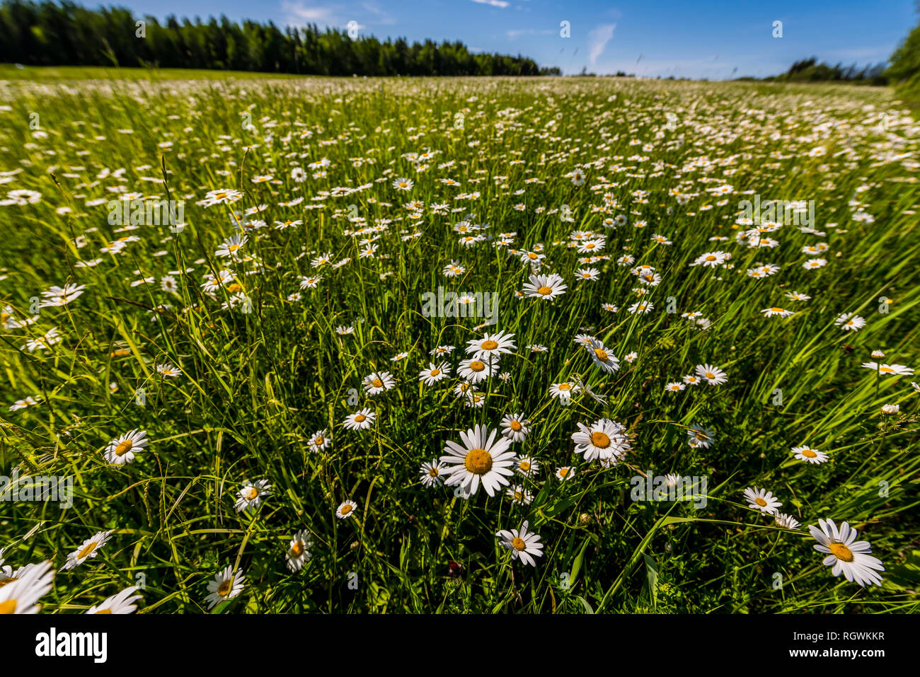 Wild flowers in northern Wisconsin Stock Photo - Alamy