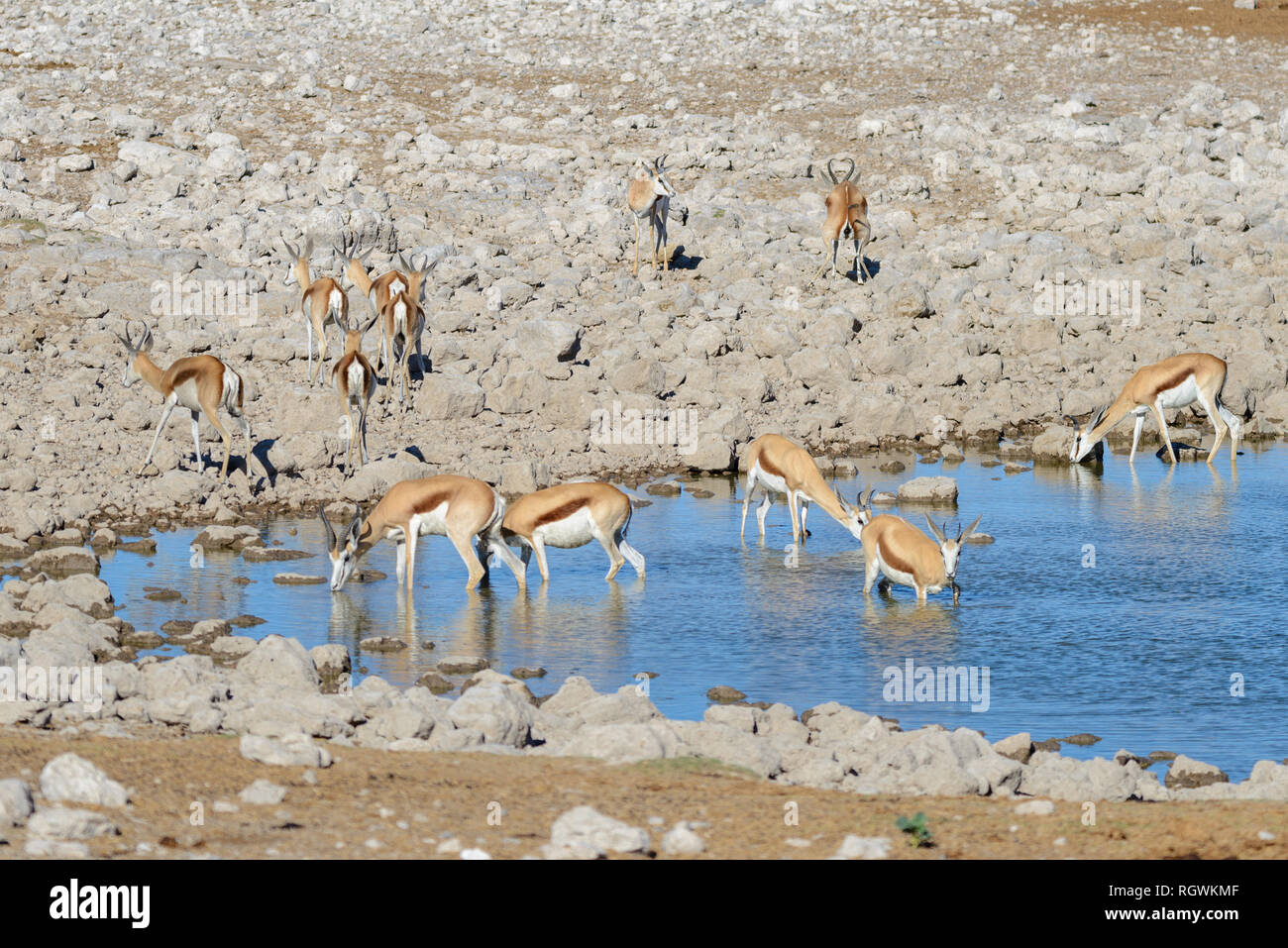 Wild springbok antelopes in the African savanna Stock Photo - Alamy