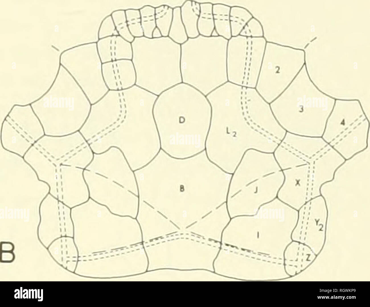. Bulletin. Natural history. FIG. 16. Sagenodus. Skull roof in dorsal ...