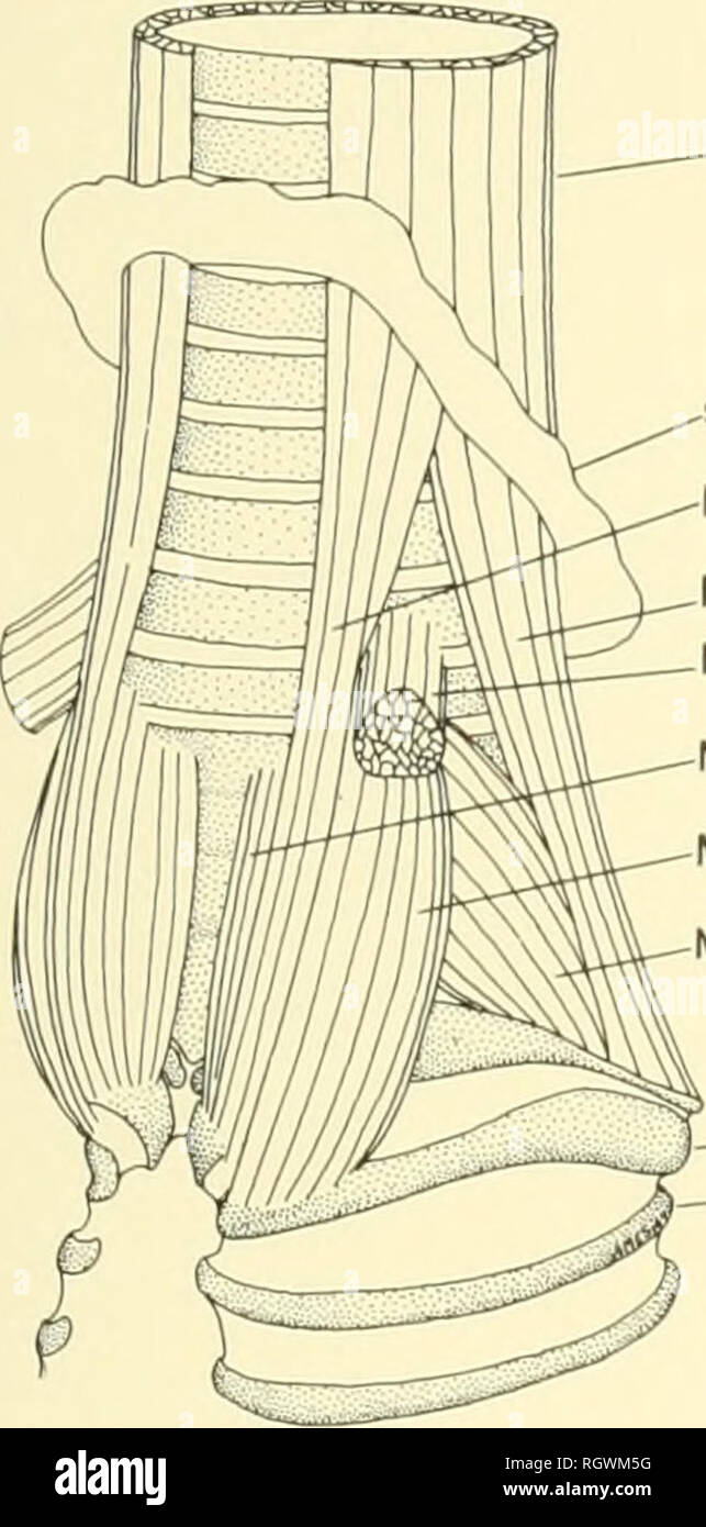 Bronchialis hi-res stock photography and images - Alamy