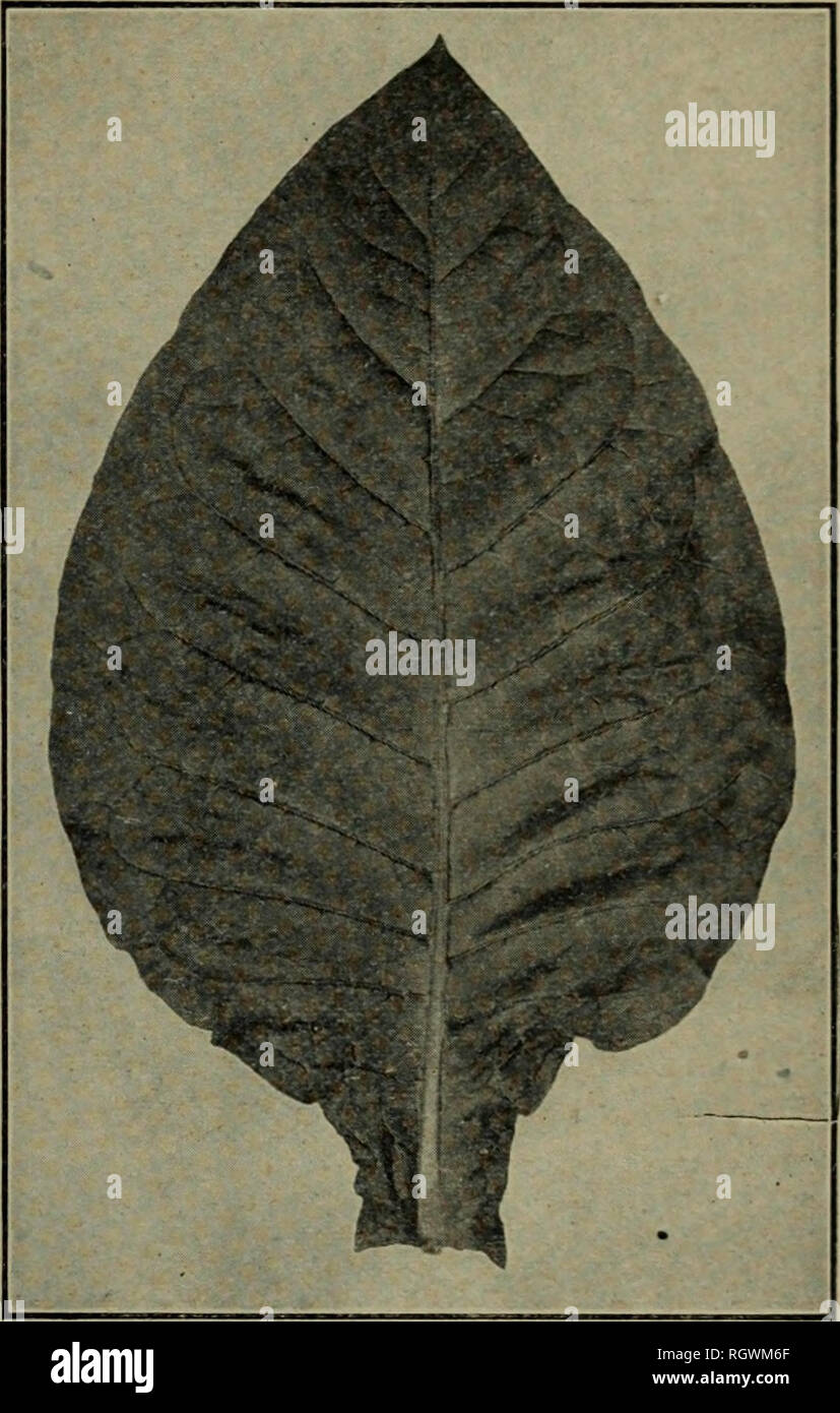 Cigar binders hi-res stock photography and images - Alamy