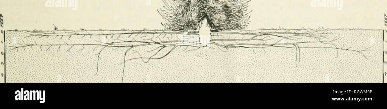 Superficial tree roots hi-res stock photography and images - Alamy