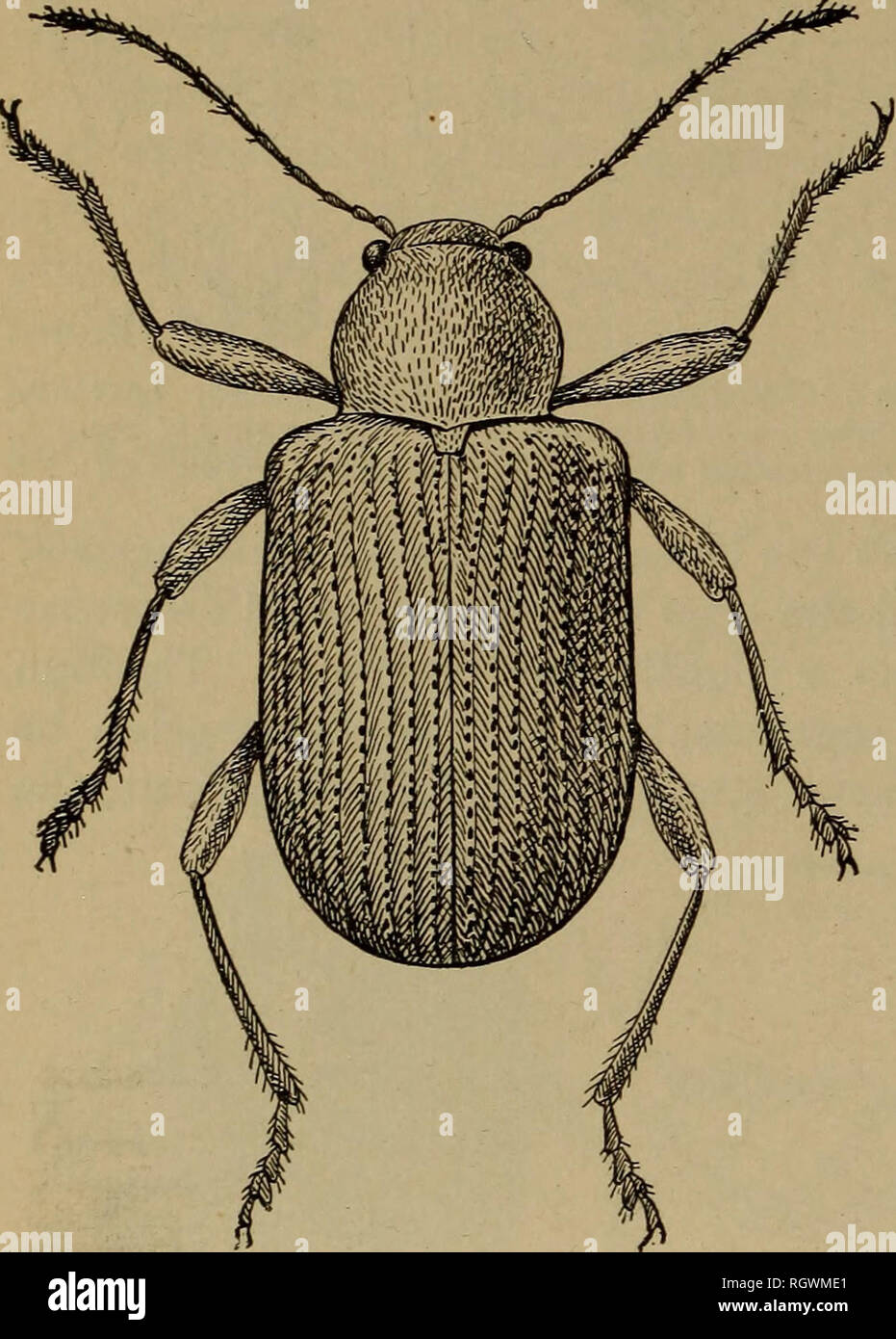 . Bulletin. Insects; Insect pests; Entomology; Insects; Insect pests ...